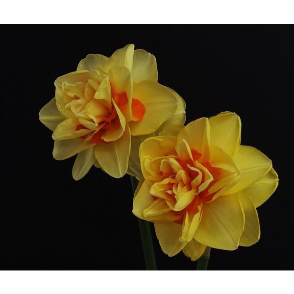 　「スイセン　イノベーター」は、花弁は黄色、副冠はオレンジの八重咲きスイセン。　花もちが良く、切花にも最適。中生。〔　商品性状につきまして　〕　●ヒガンバナ科の球根　　30〜40cmくらいに育ちます。　●開花期　　3月〜4月頃　●耐寒性　　...