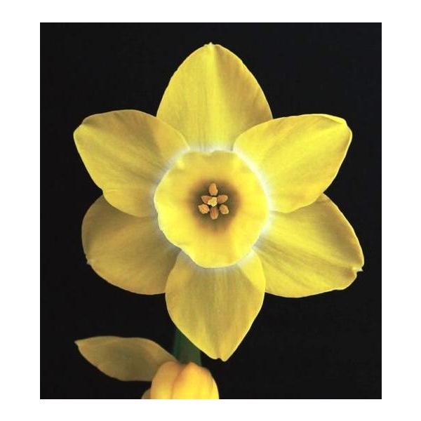 　「スイセン　パーペチュエーション」は、香りの良い小輪のジョンキル系スイセン。　花弁と副冠は黄色で、副冠のつけ根は白色。草丈は低め。中晩生。〔　商品性状につきまして　〕　●ヒガンバナ科の球根　　30cm〜40cmくらいに育ちます。　●開花期...