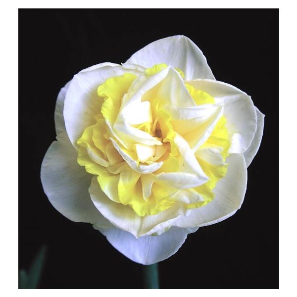 　「スイセン　ジャージーラウンドアバウト」は、丸弁でカップ咲きの八重咲きスイセン。　花弁は白色で、副冠はレモンイエロー。草丈は高め。中生。〔　商品性状につきまして　〕　●ヒガンバナ科の球根　　30cm〜40cmくらいに育ちます。　●開花期　...