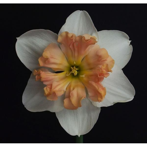 　「スイセン　ピンクフォーマル」は、珍しいピンクのスプリットコロナズイセン。　花弁は白色で、副冠はコーラルピンク。中生。〔　商品性状につきまして　〕　●ヒガンバナ科の球根　　30〜40cmくらいに育ちます。　●開花期　　3月〜4月頃　●耐寒...