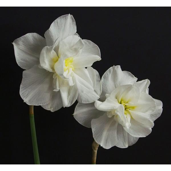 　「スイセン　ダブレット」は、白花の八重咲きスイセン。　花弁は白色、副冠は緑色をおびた白色。切花にも最適。中生。〔　商品性状につきまして　〕　●ヒガンバナ科の球根　　30〜40cmくらいに育ちます。　●開花期　　3月〜4月頃　●耐寒性　　強...