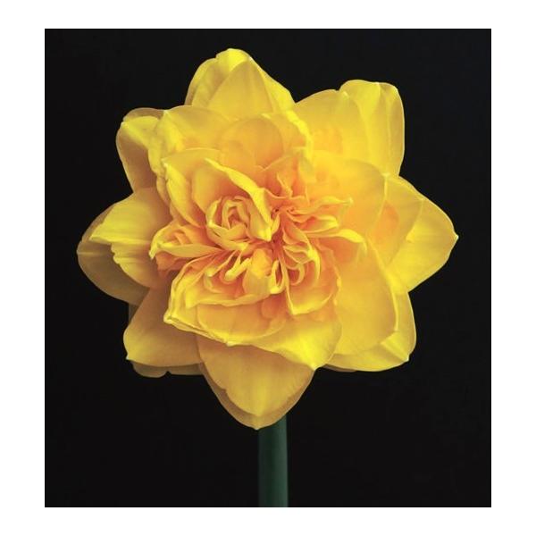 　「スイセン　ハームーア」は、黄花の八重咲き品種。　花弁と副冠は鮮やかな濃い黄色。　花もちが良く、切花にも最適。中生。〔　商品性状につきまして　〕　●ヒガンバナ科の球根　　30cm〜40cmくらいに育ちます。　●開花期　　3月〜4月頃　●耐...