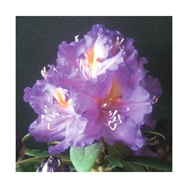 　「シャクナゲ　ラベンダースノー（PVP）」は、クリーム底白の淡ラベンダーピンクから白の中輪花。4月上旬に開花する早咲き品種。庭植え向き。〔　商品性状につきまして　〕　●ツツジ科の常緑低木　　1.5m位に育ちます。　●開花期　　　　4月頃　...