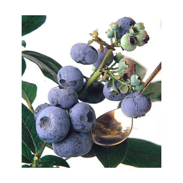 　ブルーベリーには大きく分け、２つの系統がございます。　生食向けの品種で、皮も薄め、種も少なめと生食にとって良質な実が期待される品種が「ハイブッシュ」。　この系統は、１本栽培では実がつきません。また、より良い実を作るには、冬の間の低温が要求...