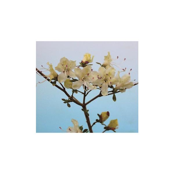 　「ウスキウンゼンツツジ」は、ウンゼンツツジの黄花品種です。　花弁は薄黄色で、しべは紫色。　葉は日本産のツツジの中でも最小です。　樹形は直立性。〔　商品性状につきまして　〕　●ツツジ科の常緑低木　　1.5〜2ｍ位に育ちます。　●開花期　　4...