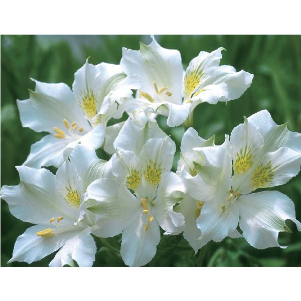 　「アルストロメリア　ペリグリナ　アルバ」は、南米ペルー原産のアルストロメリア・ペレグリナの白花品種。　清楚な白色の大輪を咲かせ切花にも人気があります。〔　商品の性状につきまして　〕　●ユリズイムン科の球根　　30cm〜40cm位に育ちます...