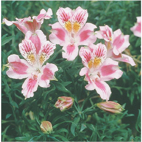 「アルストロメリア　ペレグリナ　ロゼア」は、南米ペルー原産の半耐寒性種。　ピンクの大輪を咲かせ、切花にも人気があります。草丈は低め。〔　商品の性状につきまして　〕　●ユリズイムン科の球根　　30cm〜40cm位に育ちます。　●開花期　　3〜...