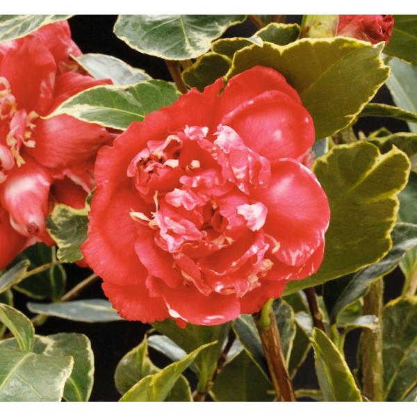 　「ツバキ　弁天神楽」は、「大神楽」の枝変わり品種です。　紅色地に白斑が入る牡丹〜獅子咲き、散しべ、中〜大輪。　葉は白覆輪の不整形葉。〔　商品性状につきまして　〕　●ツバキ科の常緑高木　　3〜5m位に育ちます。　●開花期　　10〜3月頃　●...