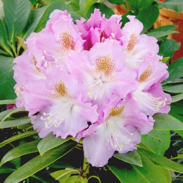 　「シャクナゲ　エンゼルアイズ」は、明るいピンクに茶色のブロッチがしっかりと入る大輪品種。花が平開するので隙間のないドーム状の花房を作ります。〔　商品性状につきまして　〕　●ツツジ科の常緑低木　　1~1.5m位に育ちます。　●開花期　　4月...