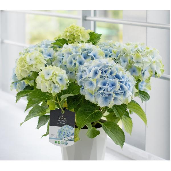 　「ハイドランジア　スクロール　レモンキス」は、分枝性に優れ、コンパクトな株にテマリ咲きの大輪をつける鉢植え向き品種です。　花弁の先端に切れ込みが入り、緑色から青色に変化します。〔　商品性状につきまして　〕　●アジサイ科の落葉低木　　30〜...