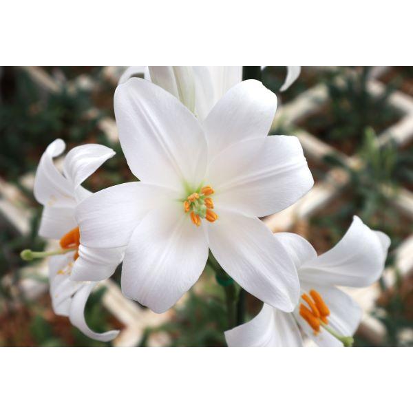 　「マドンナリリー　カスケードストレイン」は、ヨーロッパで聖母マリアの象徴とされる白花種。　日本では5月ごろに開花する早咲きの強健種。〔　商品性状につきまして　〕　●ユリ科の球根　　70〜180m位に育ちます。　●開花期　　5月頃　●耐寒性...