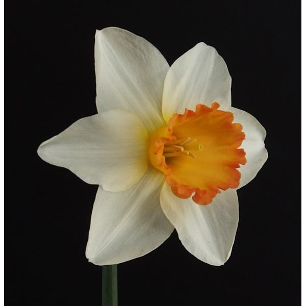 　「スイセン　夕映え」は、花弁は純白色、副冠は先端がピンクでつけ根に黄色のグラデーションが入る大杯スイセン。　小森谷慧氏作出。〔　商品性状につきまして　〕　●ヒガンバナ科の球根　　30〜40cmくらいに育ちます。　●開花期　　3月〜4月頃　...