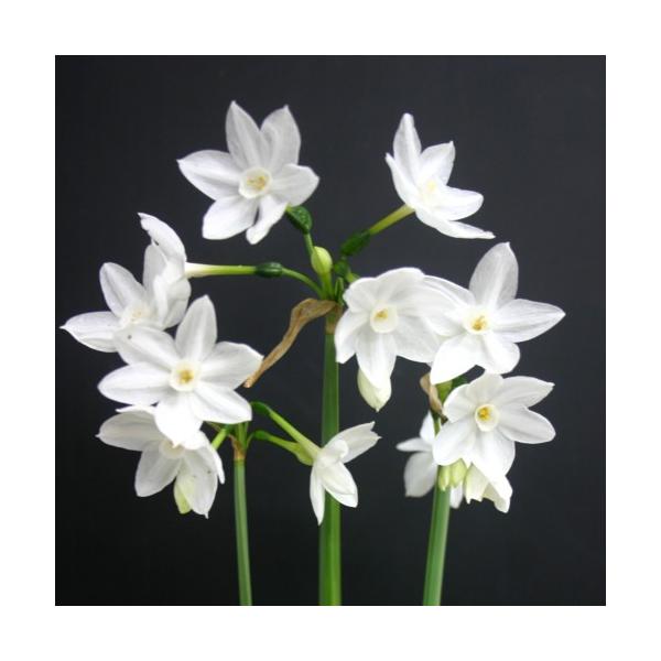 　「スイセン　ジバ」は、花弁・副冠ともに純白色のタゼッタスイセン。　草丈が高く、香りがあり、切花にも最適です。〔　商品性状につきまして　〕　●ヒガンバナ科の球根　　30〜40cmくらいに育ちます。　●開花期　　3月〜4月頃　●耐寒性　　強　...