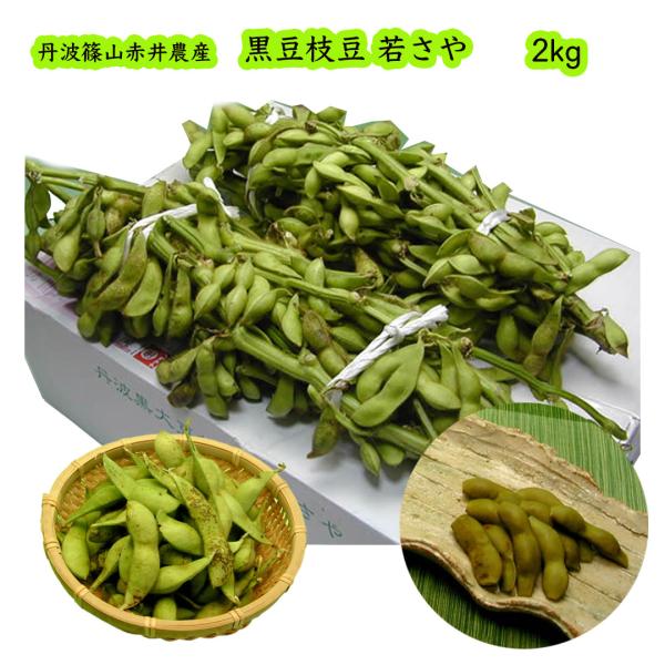 【送料無料（沖縄１０００円）】【産直兵庫県】【最高級品】品質等級　秀の上■品種：丹波黒■系統種：波部黒◆丹波の黒豆として有名な丹波黒大豆が　成熟して黒豆になる前の青い若い枝豆です。◆枝付きでお届けします。 ◆枝も含めた全体の重さが約2kgに...
