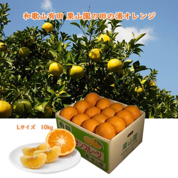 【送料無料（沖縄は1000円）】※沖縄へのお送りは1000円となります。【産直和歌山県】●新甘夏・田浦系の品種です。甘夏には、甘夏（川野夏橙）、 新甘夏（田の浦オレンジ、サンフルーツ）紅甘夏、立花オレンジがあります。甘夏は、夏みかん（夏橙）...