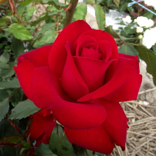 ※ご注文の前にお読みくださいメーカーより直送品となります。時指定はご対応出来かねますのでご了承お願い致します。ほか当店在庫商品を購入された場合別途送料が発生致します。当店一定金額以上の購入で送料が無料となりますがこちらの商品は対象外となりま...