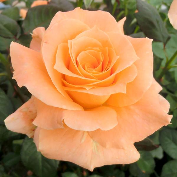 ※ご注文の前にお読みくださいメーカーより直送品となります。日時指定はご対応出来かねますのでご了承お願い致します。ほか当店在庫商品を購入された場合別途送料が発生致します。当店一定金額以上の購入で送料が無料となりますがこちらの商品は対象外となり...