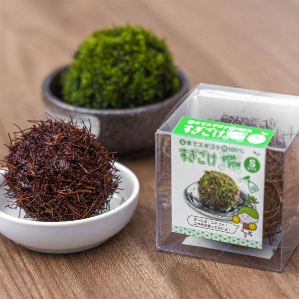 水をやるだけで育つ、スギゴケのコケ玉です。芯材に土を使用せず、100%スギゴケでできているため、虫や微生物がでてくる心配もありません。縦×横×高さ：55mm×55mm×55mm重量：19g※食べられません。※40℃未満の室内で保存してくださ...