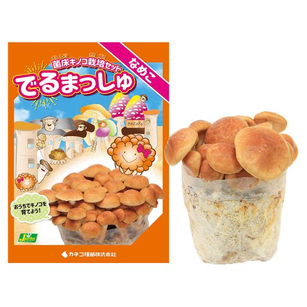 特徴パッケージがかわいい菌床ブロックですきのこ栽培初心者におすすめ採れたての新鮮きのこをご自宅で味わえますセット内容・菌床ブロック 【なめこ】・保湿用ポリ袋・保湿剤・栽培のてびき・でるまっしゅQ&amp;A栽培上のご注意・直射日光、高温厳禁...