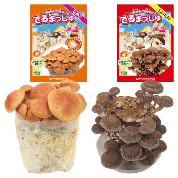 特徴パッケージがかわいい菌床ブロックですきのこ栽培初心者におすすめ採れたての新鮮きのこをご自宅で味わえますセット内容・菌床ブロック 【しいたけ】・浸水兼保湿用ポリ袋・輪ゴム・栽培のてびき・でるまっしゅQ&amp;A・菌床ブロック 【なめこ】...