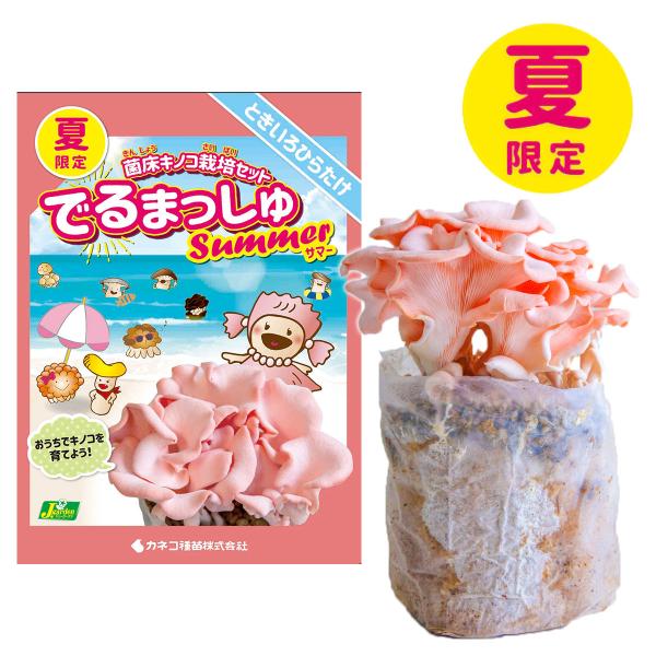 ※夏限定本商品の使用期限は、製造年月の同年 秋(最低気温が概ね15℃を下回る時期)までとなります。※お買い上げ後、すぐ栽培を始めてください。やむを得ず短期間保管する場合は、直射日光を避けた涼しい室内で管理してください。冷蔵庫には入れないでく...