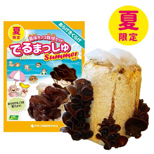※夏限定本商品の使用期限は、製造年月の同年 秋(最低気温が概ね15℃を下回る時期)までとなります。※お買い上げ後、すぐ栽培を始めてください。やむを得ず短期間保管する場合は、直射日光を避けた涼しい室内で管理してください。冷蔵庫には入れないでく...