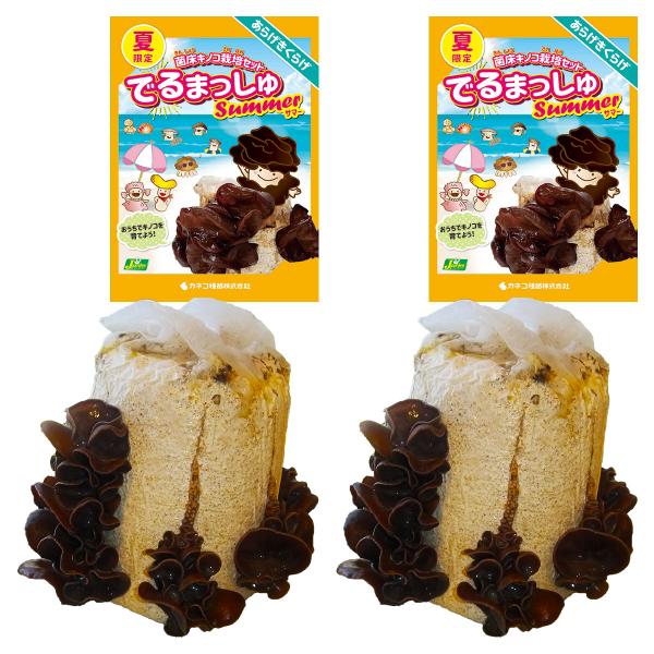 ※夏限定本商品の使用期限は、製造年月の同年 秋(最低気温が概ね15℃を下回る時期)までとなります。※お買い上げ後、すぐ栽培を始めてください。やむを得ず短期間保管する場合は、直射日光を避けた涼しい室内で管理してください。冷蔵庫には入れないでく...