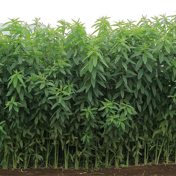 ※メーカーより直送品となります。当店から出荷される商品と一緒に購入された場合別途送料が発生致しますご了承ください。有効期限最低3カ月以上の商品を発送させていただきます。それ以下の期限になる場合、当店よりメールまたはお電話にてご連絡させていた...