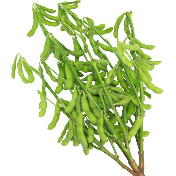 ※こちらは種子になります※メーカーより直送品となります。メーカー発注の際に欠品、今季終了の場合、出荷の遅れまたご注文の方をキャンセルさせていただく場合がございます。日時指定はご対応出来かねますのでご了承お願い致します。当店から出荷される商品...