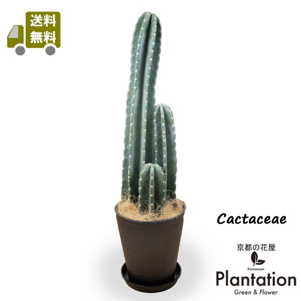 【柱（ハシラ）サボテン　サイズ】高さ：約75〜95センチ（鉢底から）幅　：約20〜25センチ(最大幅）※商品の色・形態は、多少写真と異なる場合がございます。できる限り、写真と似た商品を送らせて頂きますが、幹の太さ、葉の数・大きさは、商品によ...