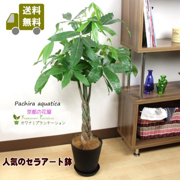 【パキラ サイズ】高さ：約90〜110cm（鉢底から）幅　：約45〜65cm（最大幅）陶器の様な風合いの人気のセラアート鉢に植えています。 ※商品の色・形態は、多少写真と異なる場合がございます。できる限り、写真と似た商品を送らせて頂きますが...