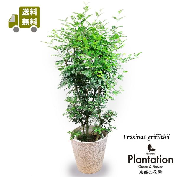 シマトネリコは葉が小さく、 涼しげな印象があり育てやすいので庭先のシンボルツリーとしても利用されています。 インテリア性も高く人気のある観葉植物なのでお祝いの贈り物としてもおすすめです。【シマトネリコ　サイズ】高さ：約150〜180cm（鉢...