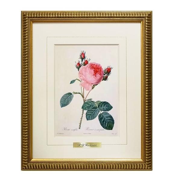 「商品番号」0360253 「商品名」絵画 インテリア ルドゥーテ ローズ 絵額 複製画 『 バラ図譜 ロサ・ケンティフォリア 』縮小版 ゴールドフレーム RS-A「送料無料」 「サイズ」幅 28.3×奥行 1.6×高さ 34.4cm（単位...