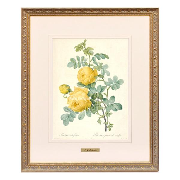 「商品番号」0360269 「商品名」絵画 インテリア ルドゥーテ ローズ 絵額 複製画 『バラ図譜』ロサ・スルフレア「送料無料」絵画 花 絵画 額入り 「サイズ」幅 43.9×奥行 1.8×高さ 55.4cm（単位はセンチ） 「生産国」日...