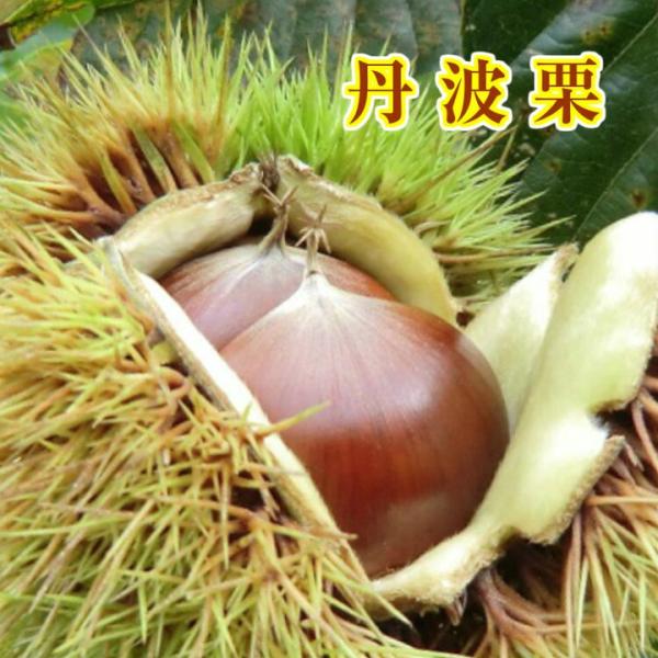 【発売日：2026年09月05日】秋の贅沢を味わえる「丹波栗」を、集荷場から引き取り、新鮮なままお届けします。粒が大きく、濃厚な甘みと香りが自慢の丹波栗は、栗ご飯やスイーツ作りに最適。その風味豊かな味わいは、一度食べたら忘れられない美味しさ...