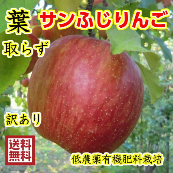 【発売日：2025年12月05日】減農薬・有機肥料栽培で育てた長野県産の「サンふじ」りんごです。 甘さと酸味のバランスが絶妙で、ジューシーでおいしい！葉取らず栽培により、自然の恵みをりんごに余すことなく取り込みました。見た目が訳あり品ですが...