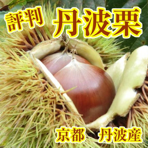【発売日：2026年09月05日】秋の贅沢を味わえる「丹波栗」を、集荷場から引き取り、新鮮なままお届けします。粒が大きく、濃厚な甘みと香りが自慢の丹波栗は、栗ご飯やスイーツ作りに最適。その風味豊かな味わいは、一度食べたら忘れられない美味しさ...