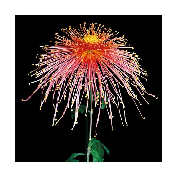 【品種説明】美しい朱赤色の細管弁が整然と放出し巨大輪咲となる。弁数多く玉巻も強い。【内容】1種1本細管／朱赤色／長幹／中咲●注文受付期間／2026年6月末日まで●発送期間／2026年3月下旬〜2026年7月上旬頃まで※花の写真はつとめて実物...