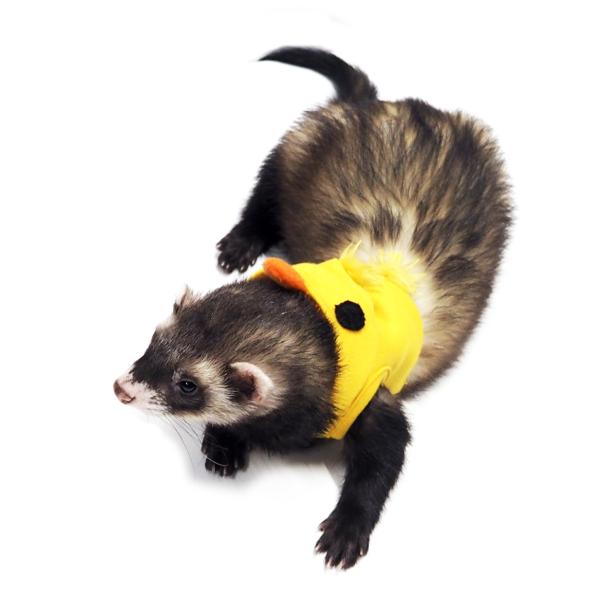 カワイイ　フェレットのハーネスウエアフェレット　ランランハーネスウエア　あひる※リードは付属しておりません。サイズSサイズ：首まわり　11cm~13cm　　　　　　胴まわり　21cm~23cm Mサイズ：首まわり　12cm~14cm　　　　...