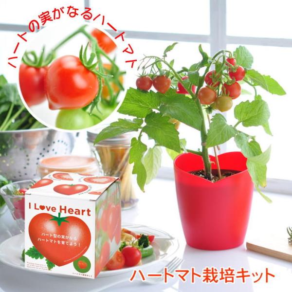 ●ハートマト栽培キット●ポットや土、種などが揃った栽培キットです。園芸初心者でも気軽に栽培に挑戦できます。かわいいハート型ポット付きでギフトにもおすすめです。●ハートマトとは可愛らしいハート型の実をつけるハートブレーカーという品種のミニトマ...
