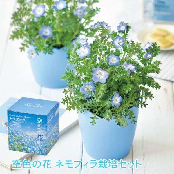 ●空色の花 ネモフィラ栽培セット●ポットや土、種などが揃った栽培キットです。園芸初心者でも気軽に栽培に挑戦できます。かわいいハート型ポット付きでギフトにもおすすめです。●可憐な青い花をいくつも咲かせる「ネモフィラ」。おうちで育ててネモフィラ...