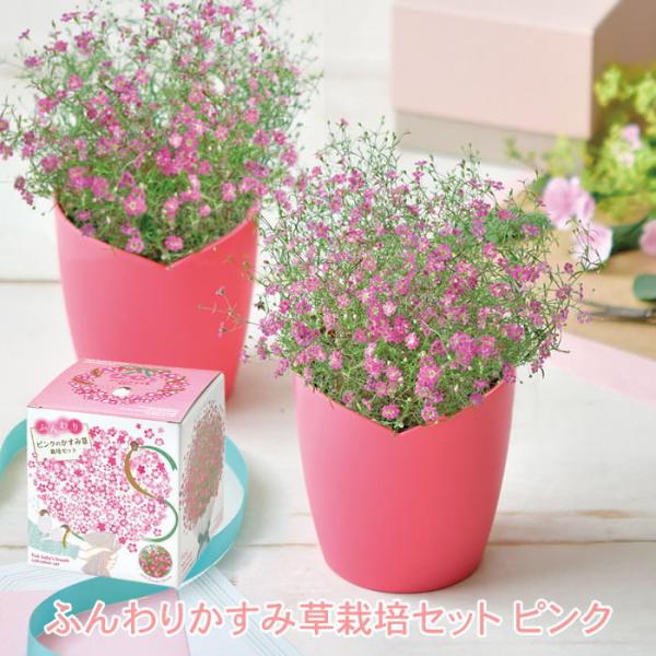 ●ふんわりかすみ草栽培セット ピンク●ポットや土、種などが揃った栽培キットです。園芸初心者でも気軽に栽培に挑戦できます。かわいいハート型ポット付きでギフトにもおすすめです。●小さな花が集まって咲く、繊細で可愛らしい姿のかすみ草。花言葉は「感...