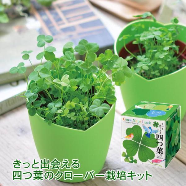 ●きっと出会える 四つ葉のクローバー栽培キット●ポットや土、種などが揃った栽培キットです。園芸初心者でも気軽に栽培に挑戦できます。かわいいハート型ポット付きでギフトにもおすすめです。●一目で「四つ葉のクローバー」とわかるデザインの箱が特徴の...