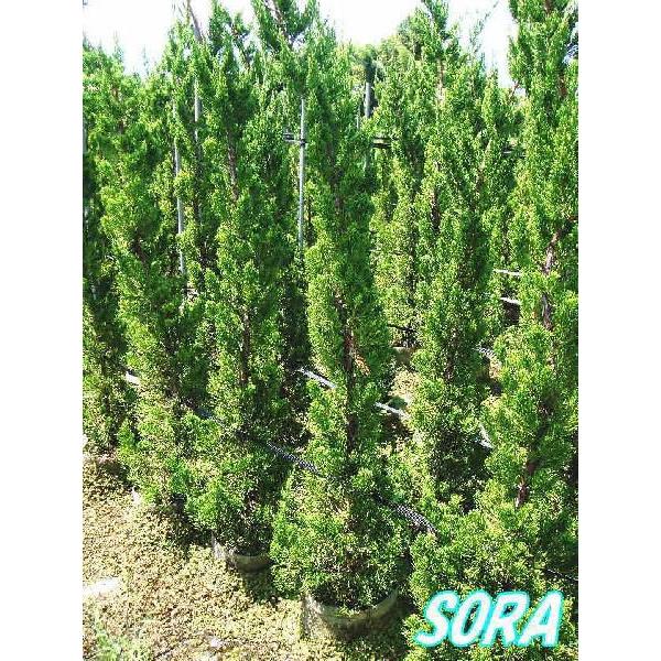 カイズカイブキ　樹高H:1800mm