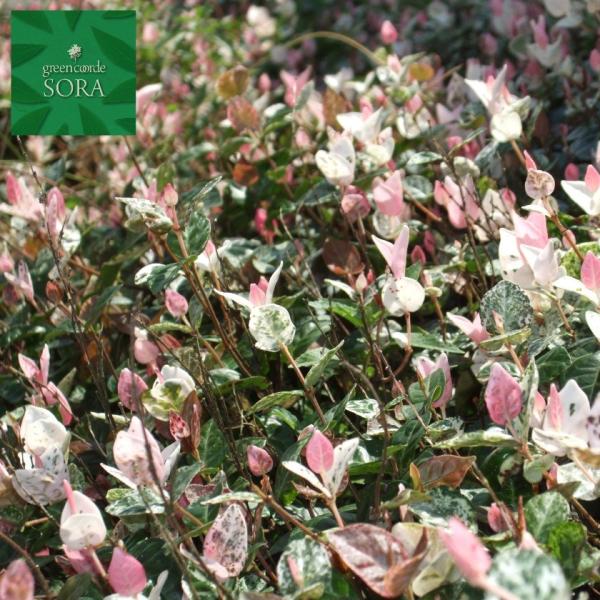 初雪カヅラ　12本