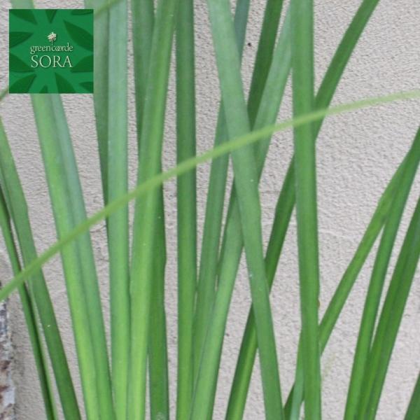 セキショウ　6本