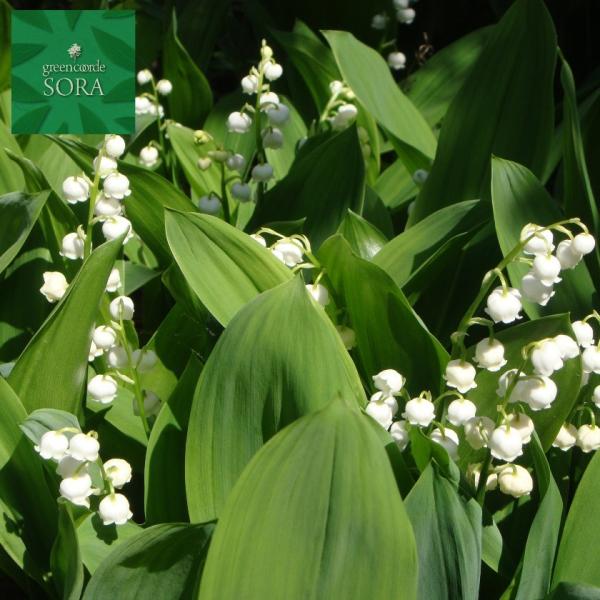 スズラン　3本セット