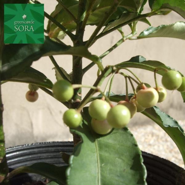 万両 白実 13.5cmポット