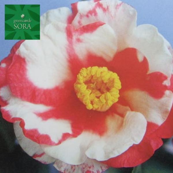 送料込みとなります。但し、東北・北海道・沖縄・離島は別途見積もりとなります。その他の地域でも別途中継料金がかかる場合があります。サイト内でご注文可能な商品につきましても複数店舗での販売及び状態悪化などの事情によりお届けできない場合がございま...