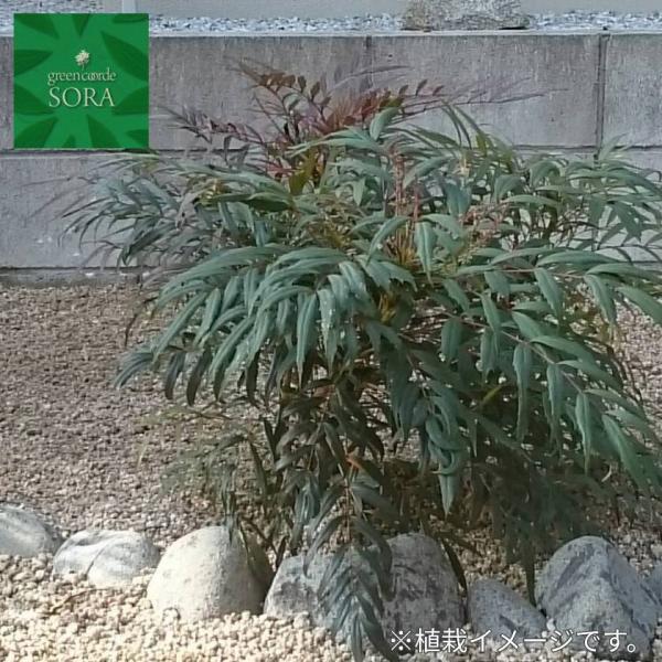 マホニアコンフューサ　10本